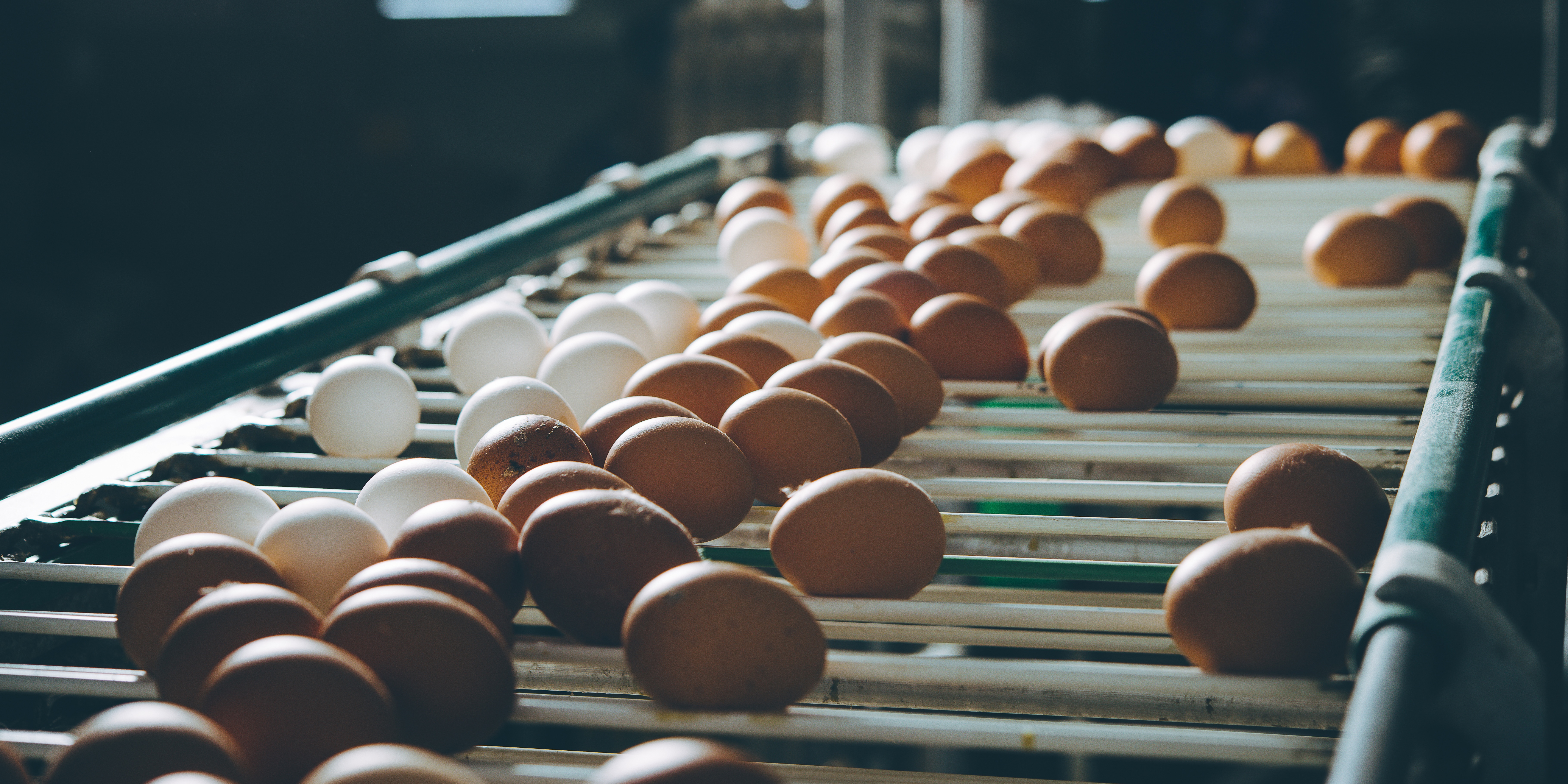 Trouw Nutrition launches carbon reduction initiative for measuring ...