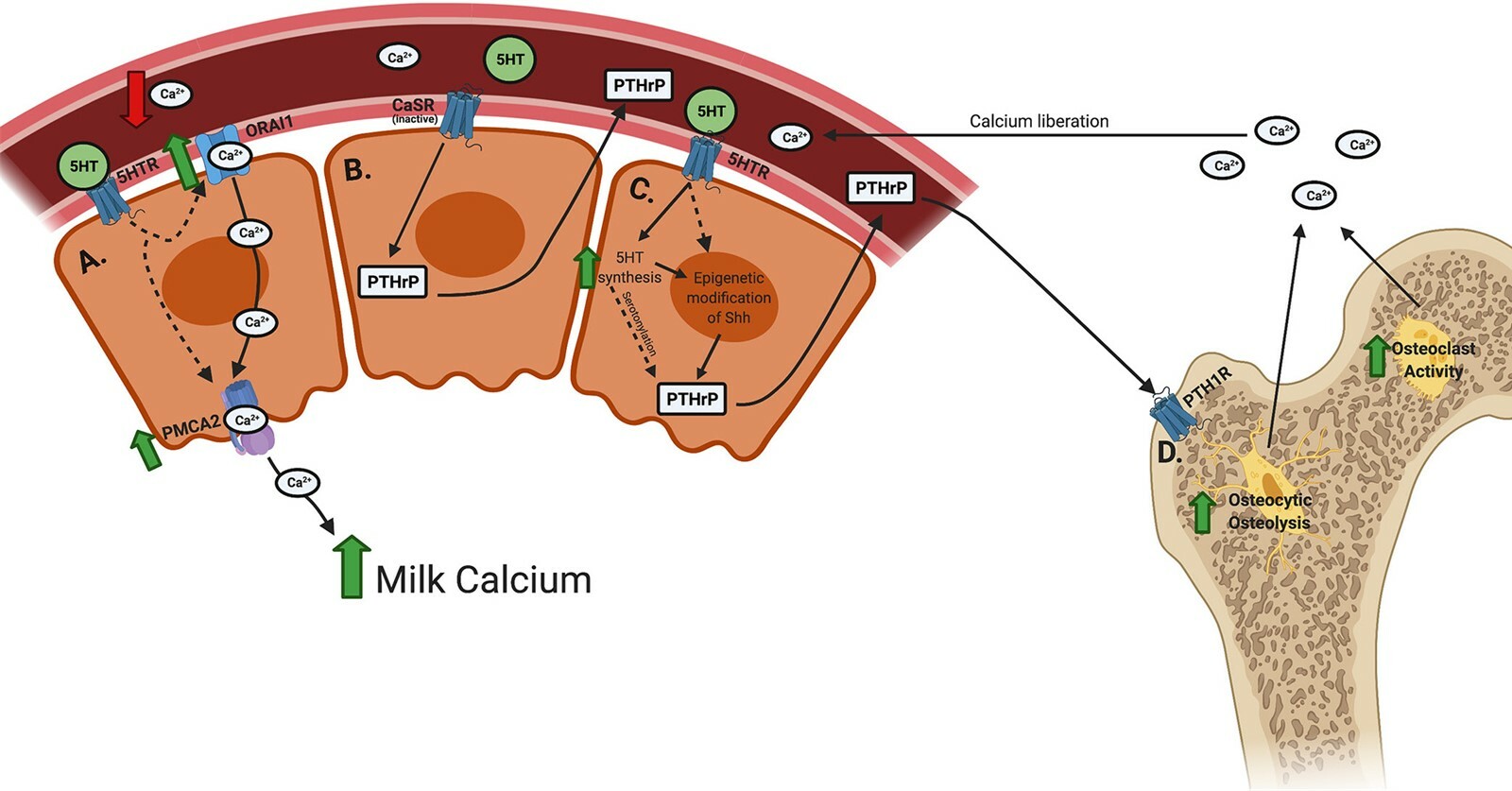 Serotonin found to be an important factor in calcium homeostasis in ...