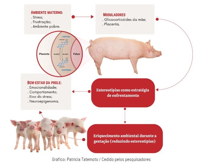 Gestation environment of gilts impacts brain development in pigs | The ...