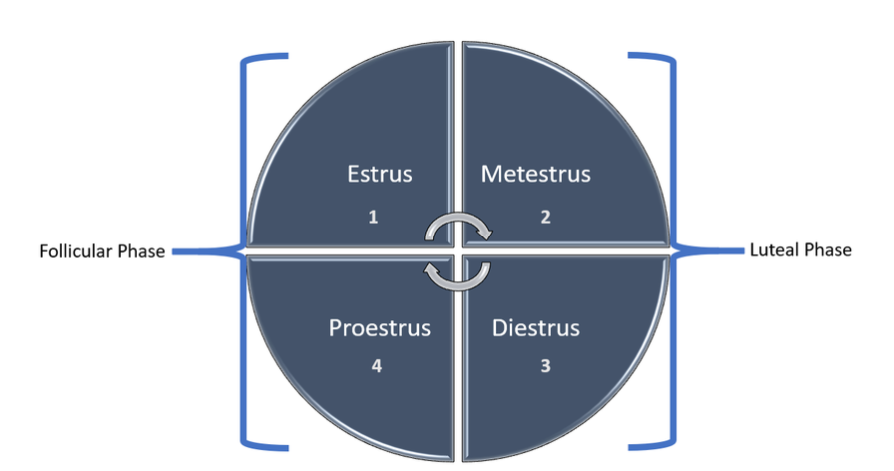 Reproduction in Swine - Understanding the estrous cycle for herd ...