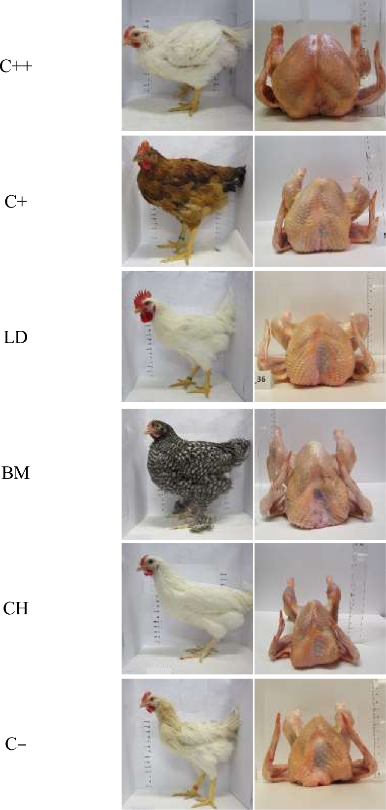 Meat or eggs? New study shows value of dual-purpose poultry | The ...