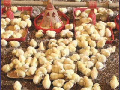 US Poultry Industry Manual - Broilers: brooding | The Poultry Site