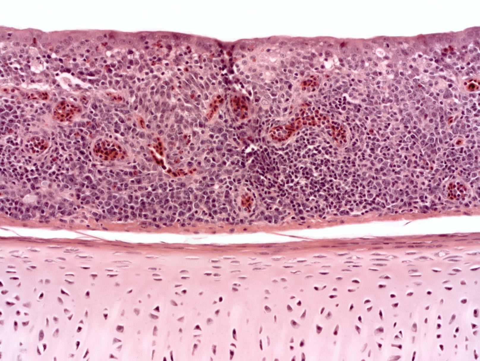 Avian infectious bronchitis virus: infection, evolution, and immunity ...
