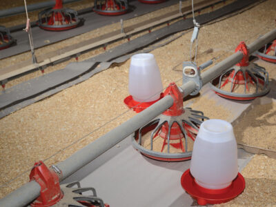 Cobb Breeder Management Guide: Brooding design and management | The ...