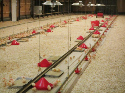 Cobb Breeder Management Guide: Brooding design and management | The ...