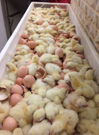 Chick quality and grading | The Poultry Site