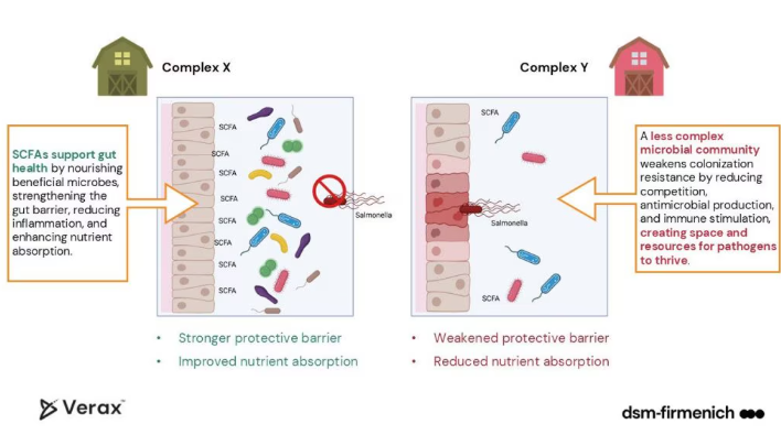 Case study: Microbiome insights that improve poultry performance | The ...
